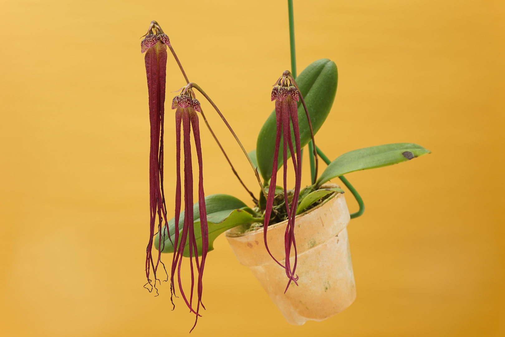 No.009 Bulbophyllum plumatum | ORC MAGAZINE | オークマガジン
