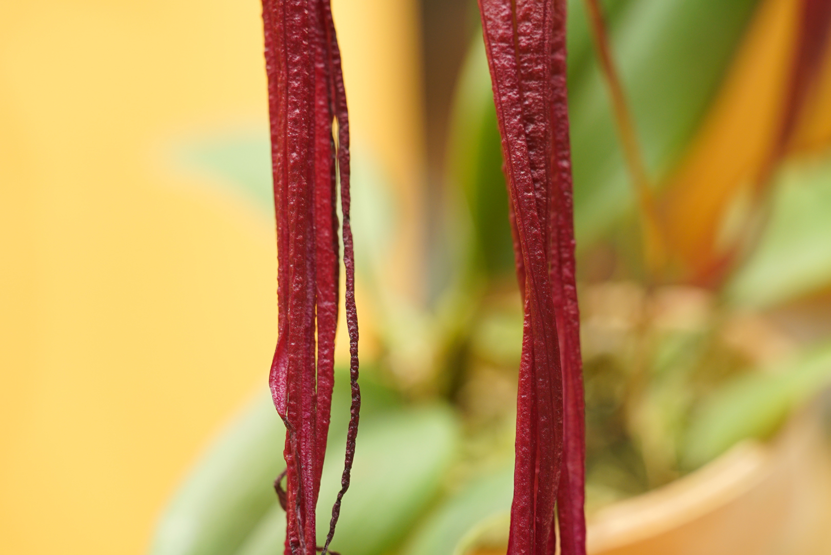 No.009 Bulbophyllum plumatum | ORC MAGAZINE | オークマガジン